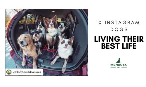 10 Dogs Living Their Best Lives – Mendota Pet