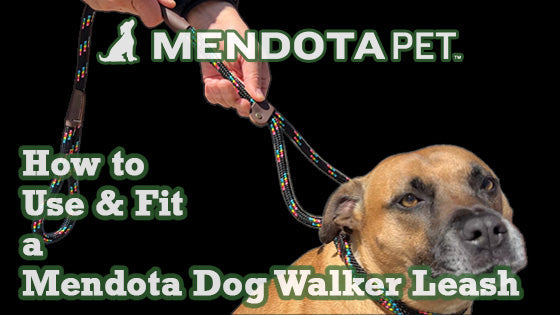 How to Fit and Use the Mendota Pet Dog Walker Leash | Step-by-Step Gui