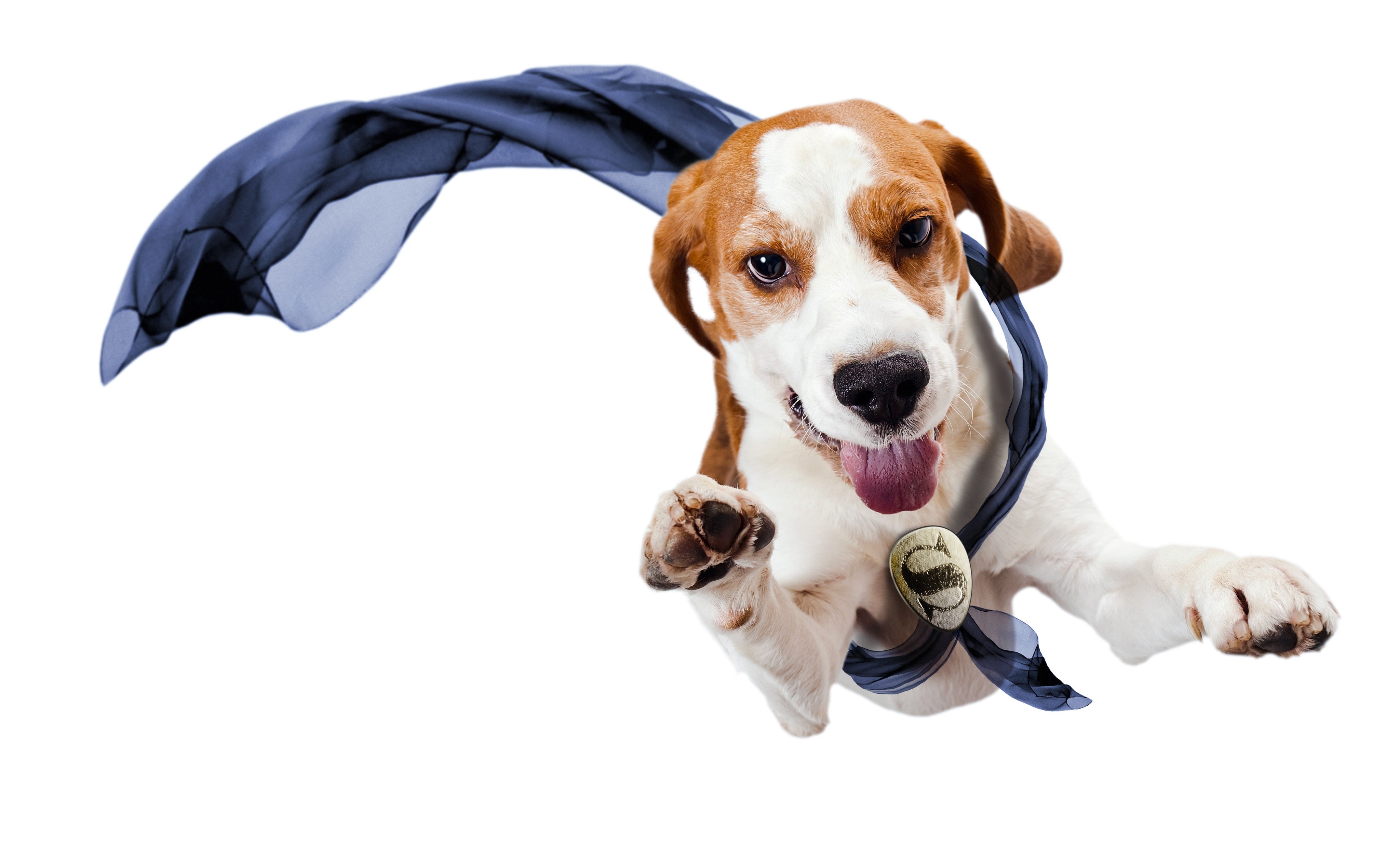 Real Life Super Dogs – Mendota Pet