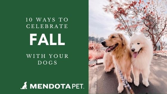 10 Ways to Celebrate Fall with Your Dogs – Mendota Pet