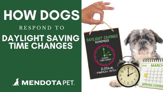 How Daylight Savings Time Impacts Your Dogs – Mendota Pet