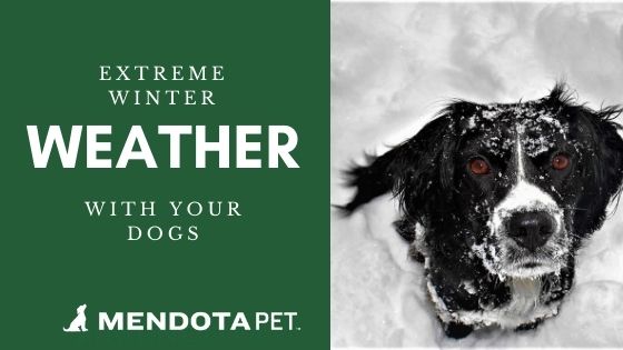Adapting to Weather Extremes with Pets – Mendota Pet