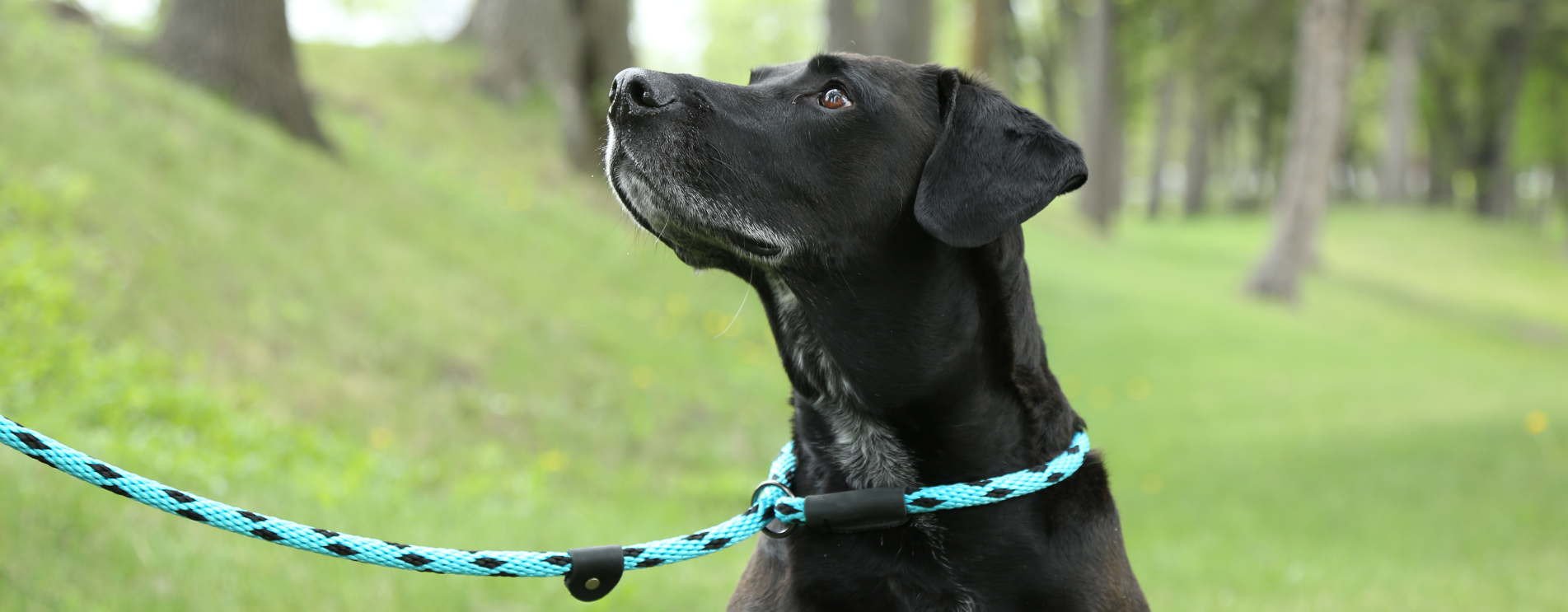 High Quality Made in USA Dog Leashes With Lifetime Warranty – Mendota Pet