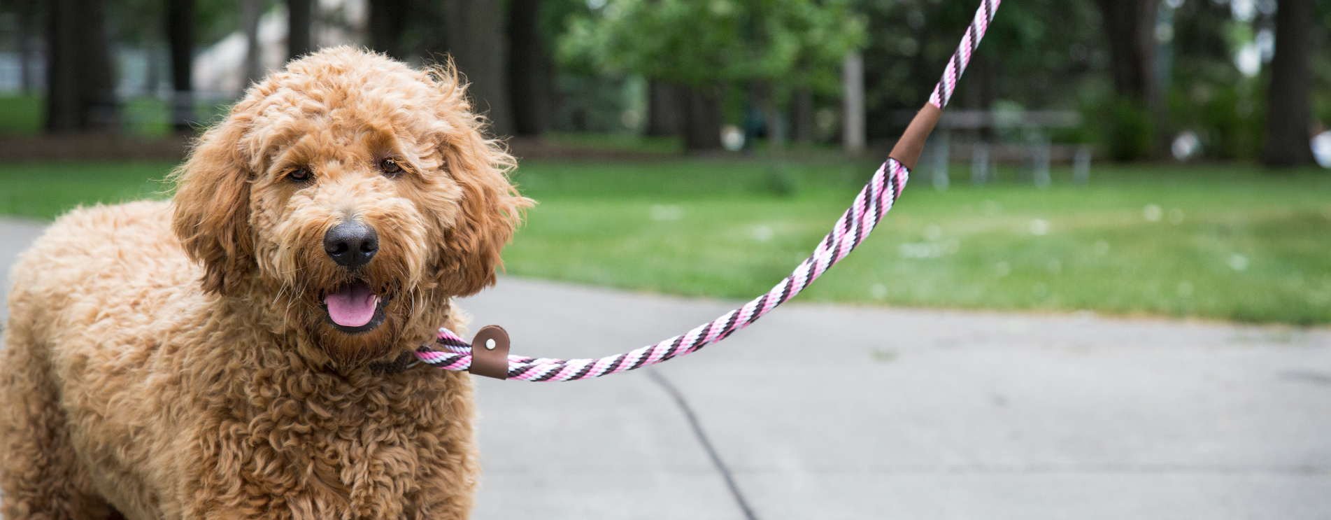 High Quality Made in USA Dog Leashes With Lifetime Warranty – Mendota Pet