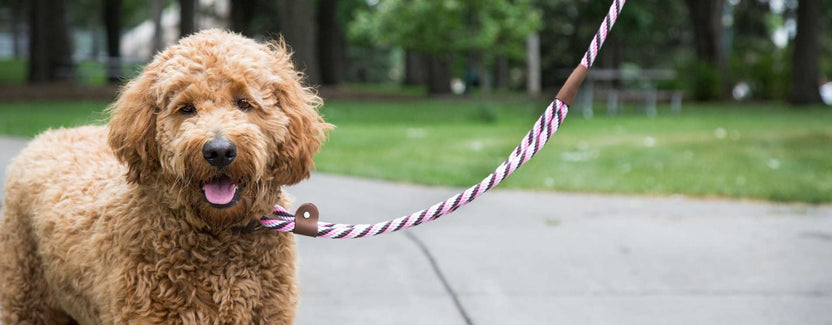 High Quality Made in USA Dog Leashes With Lifetime Warranty – Mendota Pet